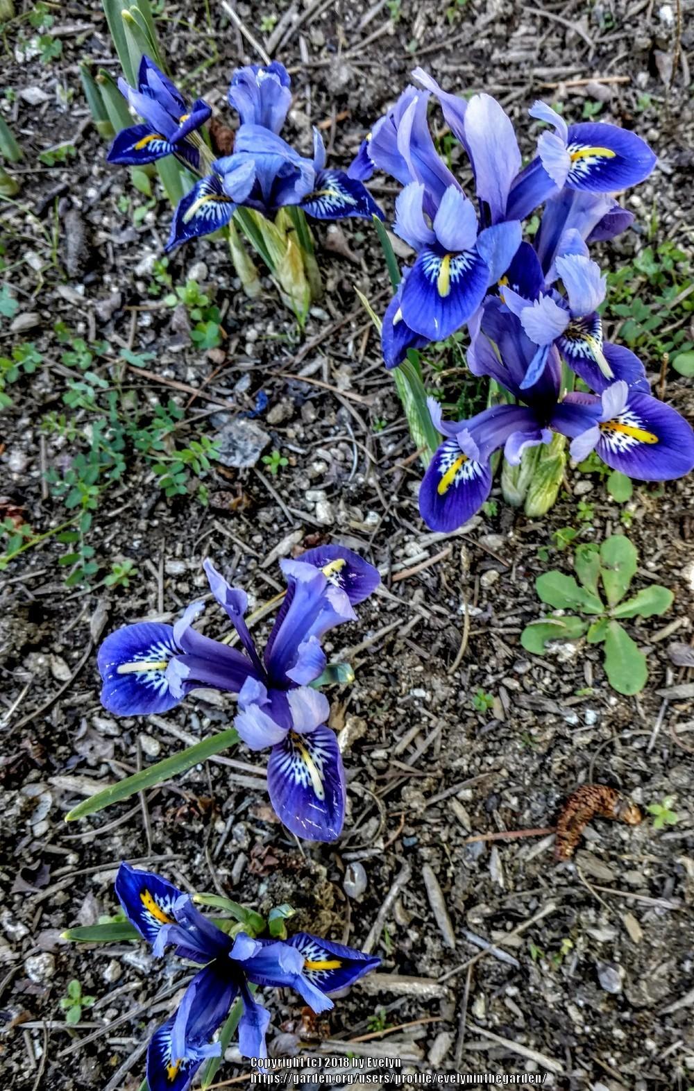 Photo of the entire plant of Reticulated Iris (Iris reticulata 'Harmony ...