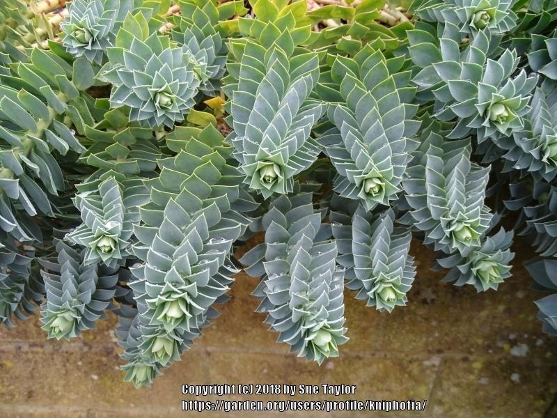 Euphorbias: Plant Care and Collection of Varieties - Garden.org