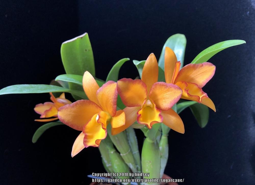 Orchid (Rhyncattleanthe Fuchs Orange Nuggett) - Garden.org