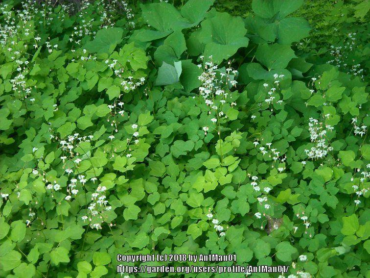 Photo of the entire plant of Northern Inside-Out Flower (Vancouveria ...