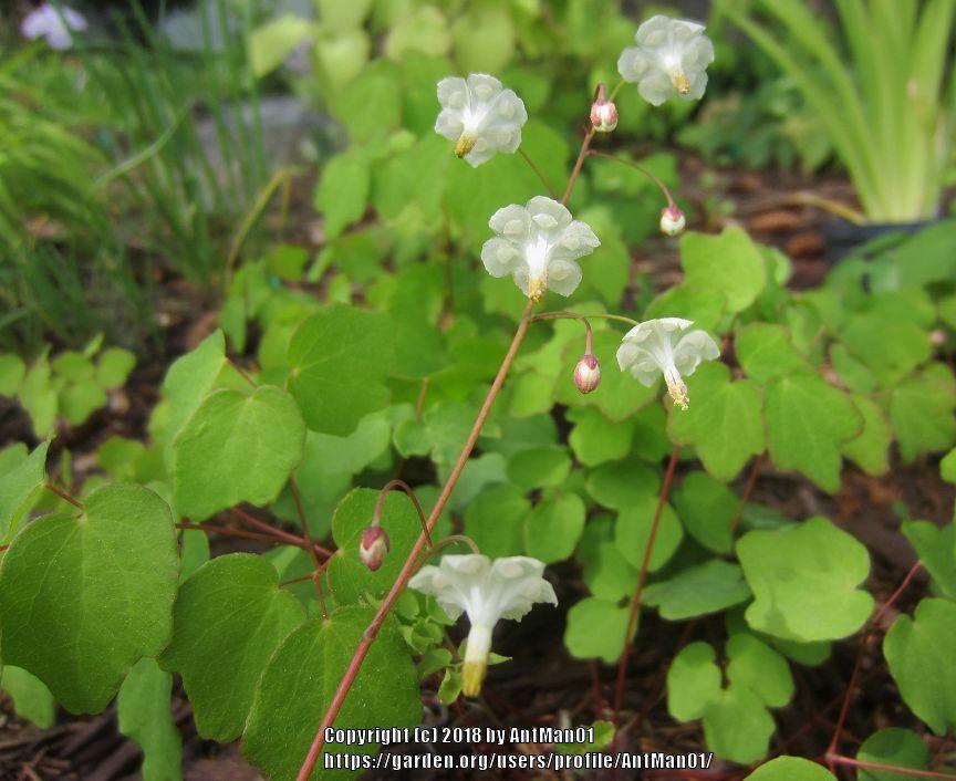 Photo of the bloom of Northern Inside-Out Flower (Vancouveria hexandra ...