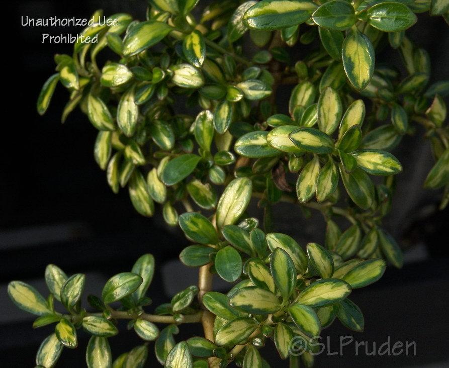 Australian Mirror Bush (Coprosma 'Kiwi Gold') - Garden.org