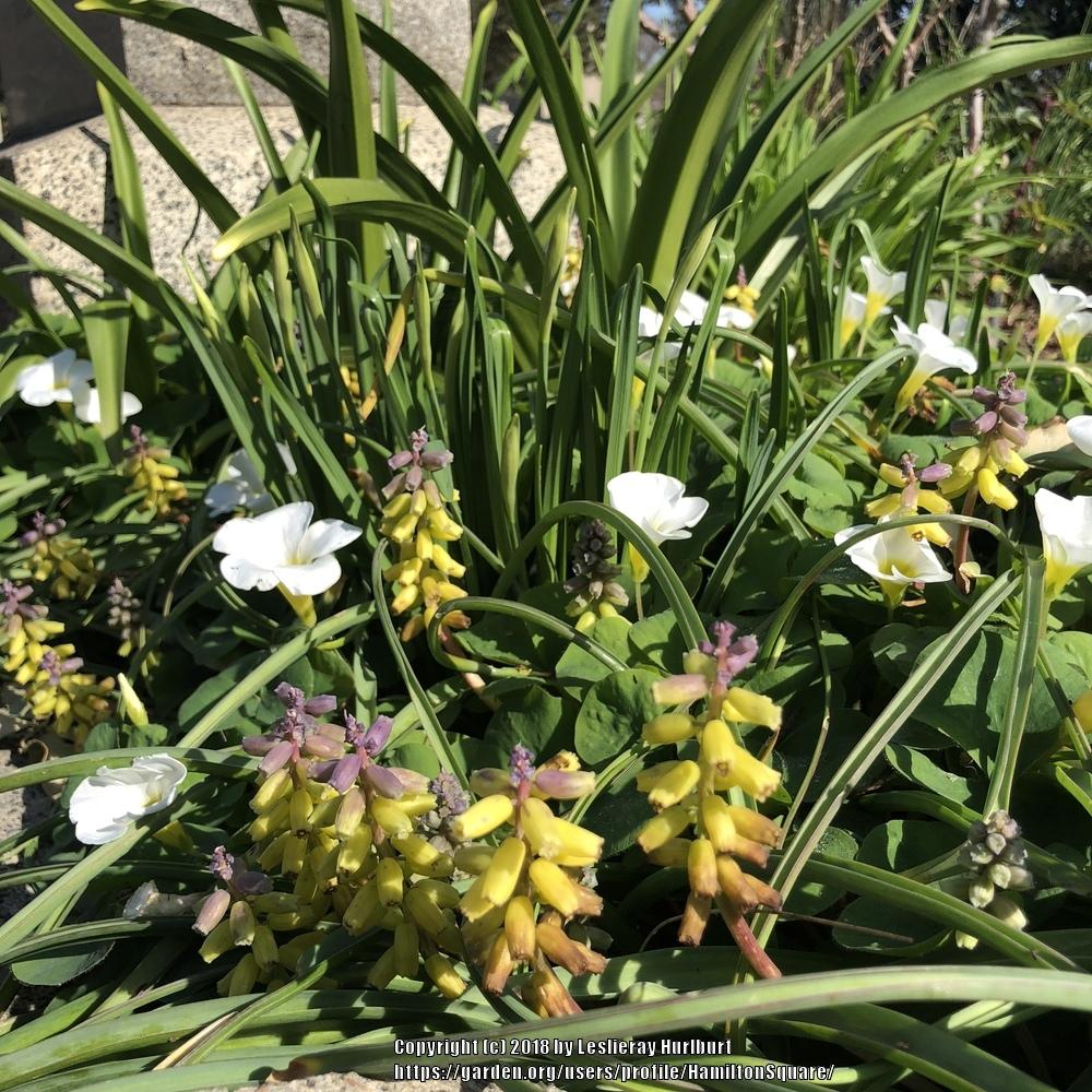 Photo of the bloom of Yellow Grape Hyacinth (Muscari macrocarpum ...