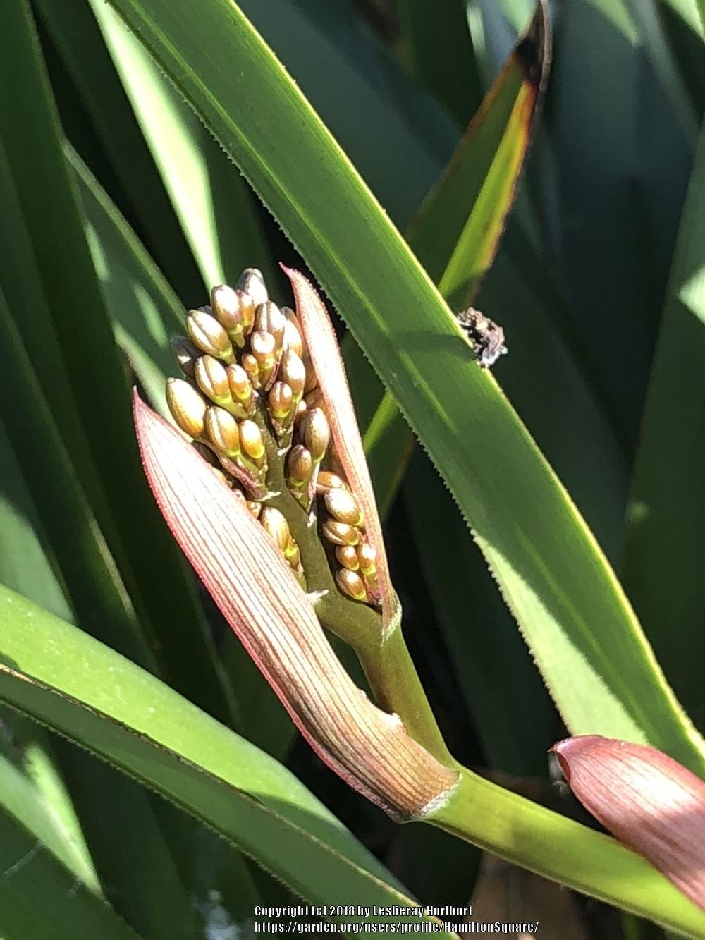 Flax Lily (Dianella tasmanica Tasred™) - Garden.org