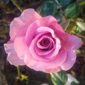 Rose (Rosa 'Angel Face') in the Roses Database - Garden.org