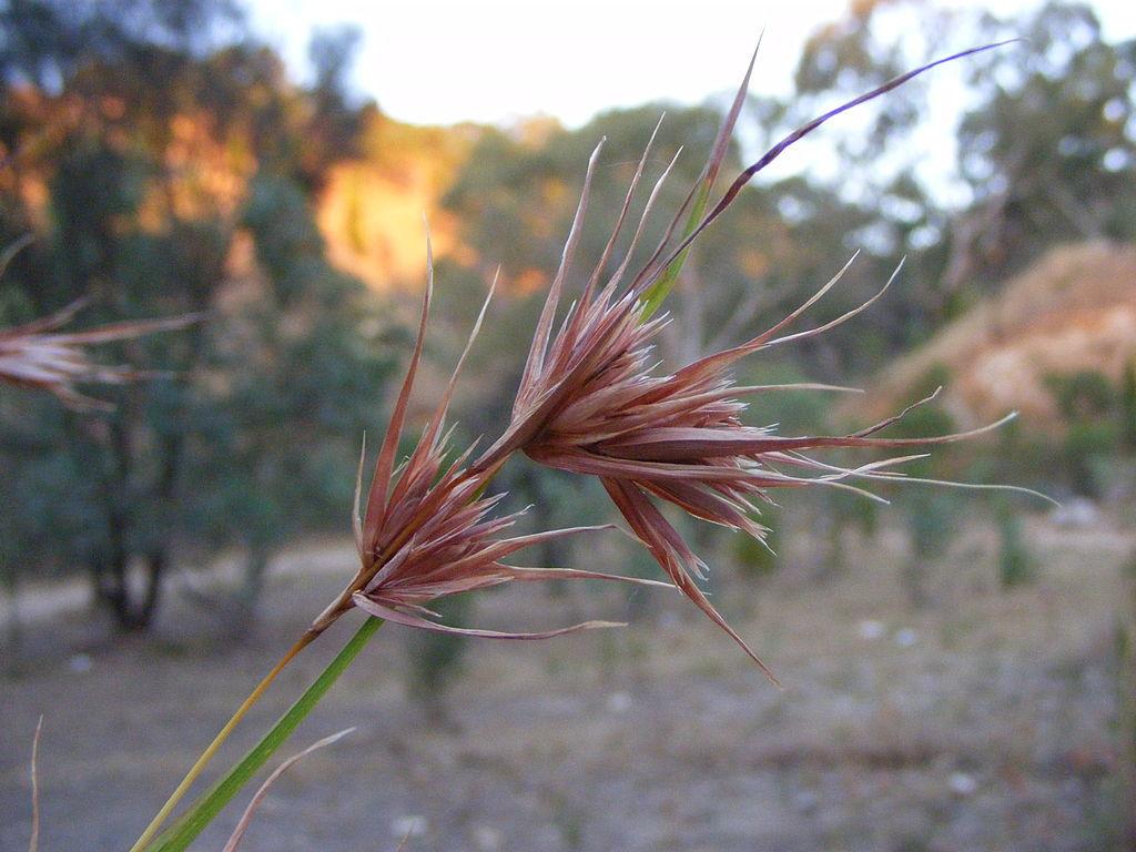 Red Oat Grass (Themeda triandra) - Garden.org