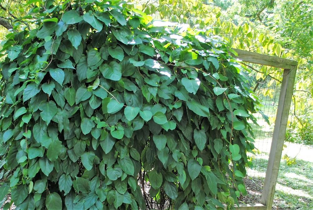 Bay Starvine (Schisandra glabra) - Garden.org