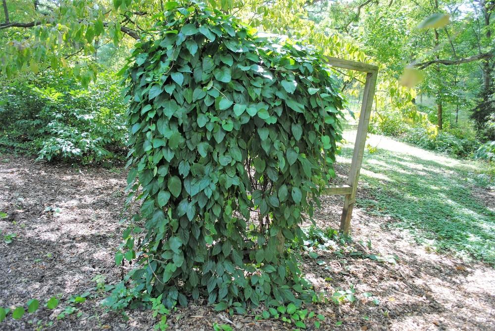 Photo of the entire plant of Bay Starvine (Schisandra glabra) posted by ...