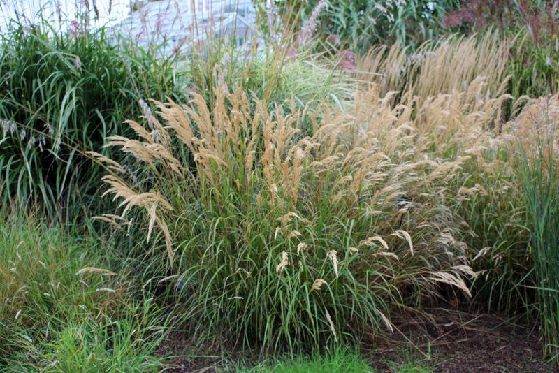 Photo of the entire plant of Silver Spike Grass (Achnatherum ...