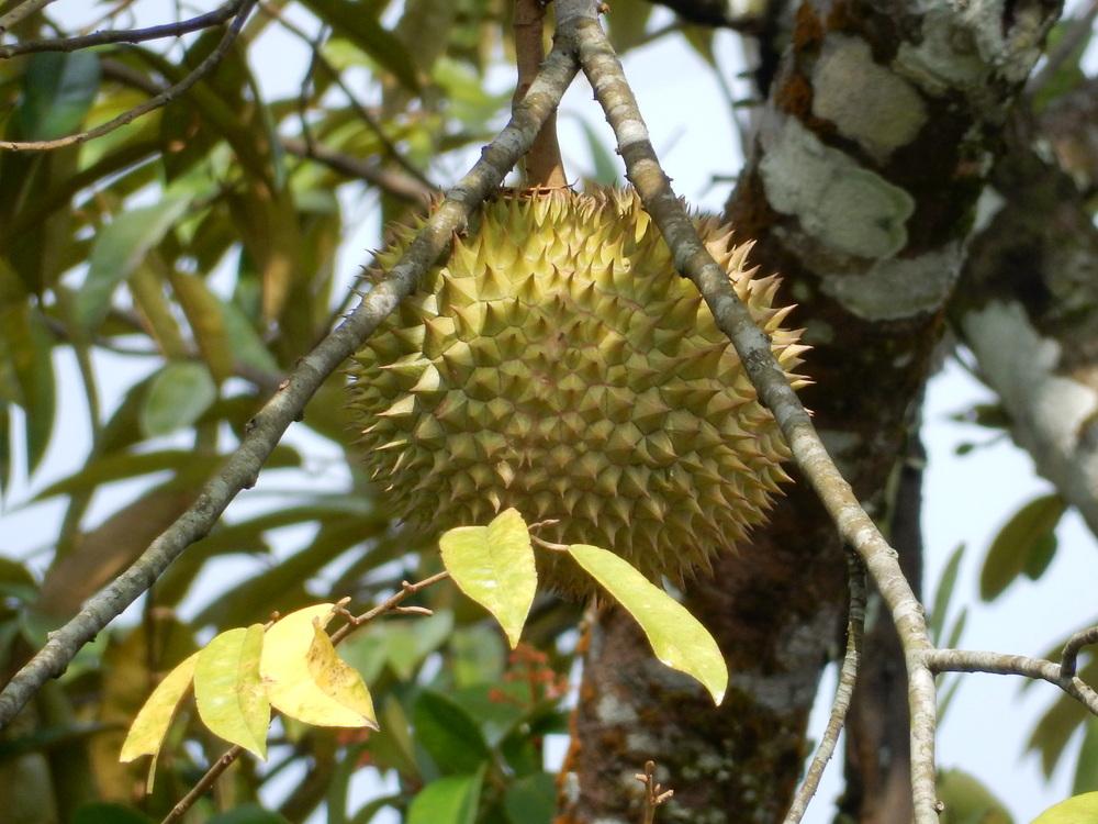 Durian (Durio zibethinus) - Garden.org