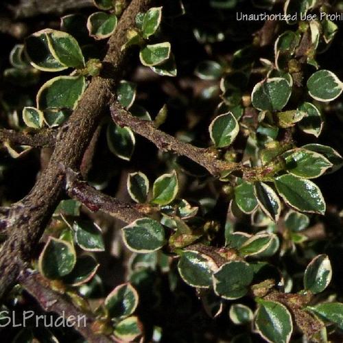 Variegated Cotoneaster (Cotoneaster horizontalis 'Variegatus') - Garden.org