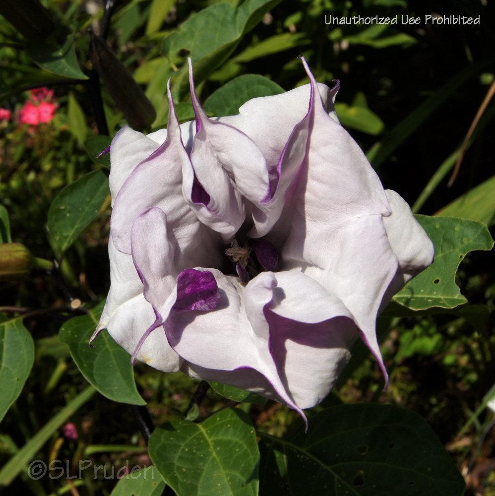 Devil's Trumpet (Datura metel 'Double Lavender') - Garden.org