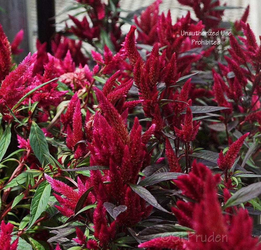 Wheatstraw Celosia (Celosia argentea Intenz™ Lipstick) - Garden.org