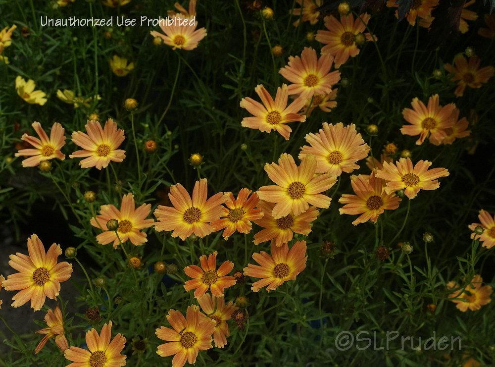 Threadleaf Coreopsis (Gyrophyllum verticillatum Creme Caramel ...