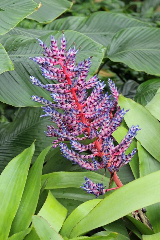 Bromeliad (Aechmea 'Blue Rain') - Garden.org