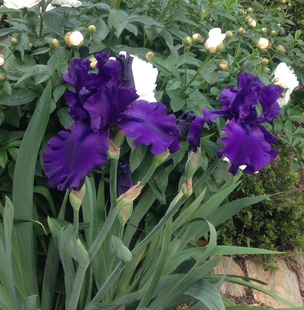 Photo of the entire plant of Tall Bearded Iris (Iris 'Dusky Challenger ...