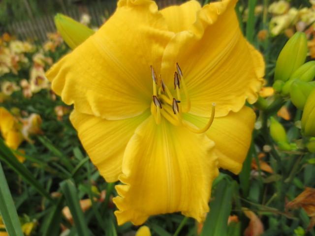 Photo of the bloom of Daylily (Hemerocallis 'Jen Melon') posted by ...