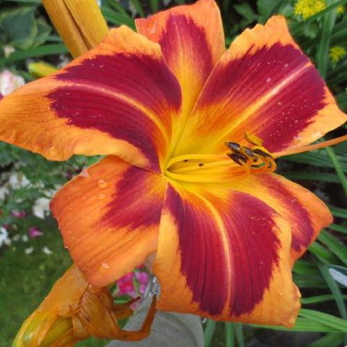 Daylily (Hemerocallis 'Devil's Feather') in the Daylilies Database ...
