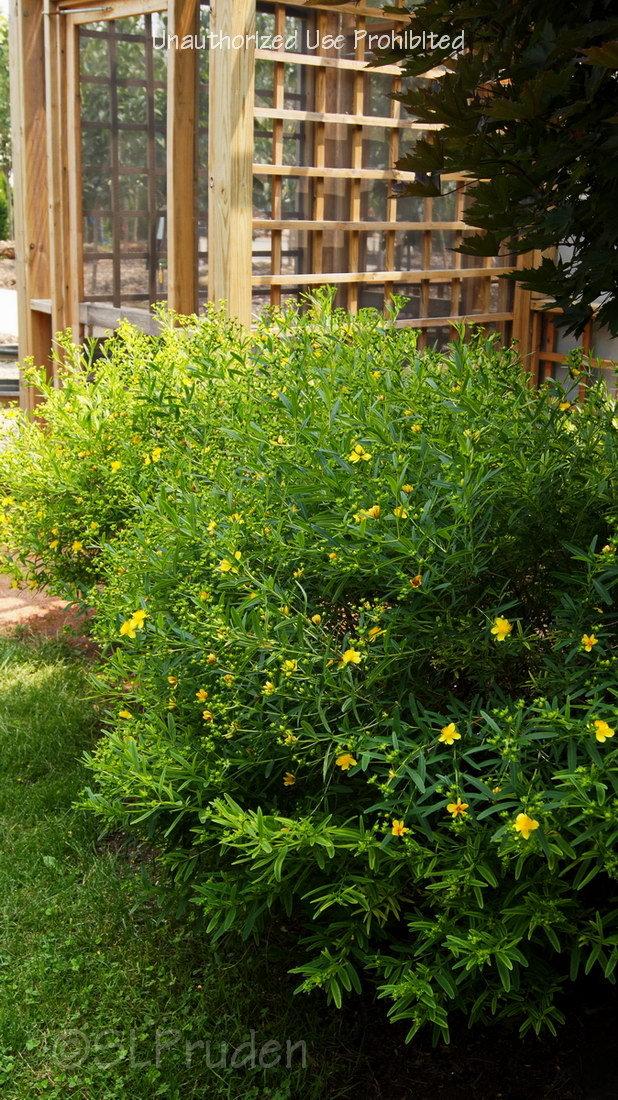 Photo of the entire plant of Kalm's Saint John's Wort (Hypericum ...