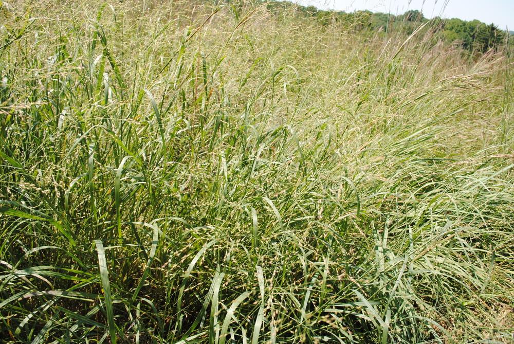 Photo of the bloom of Switchgrass (Panicum virgatum) posted by ILPARW ...
