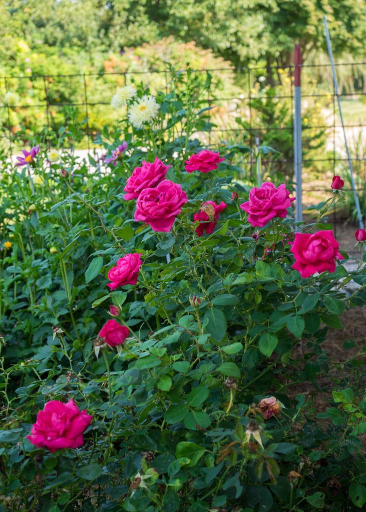 Photo of the seedling or young plant of Rose (Rosa 'My Girl') posted by ...