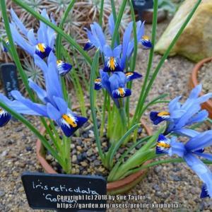Reticulated Iris (Iris reticulata 'Gordon') in the Irises Database ...