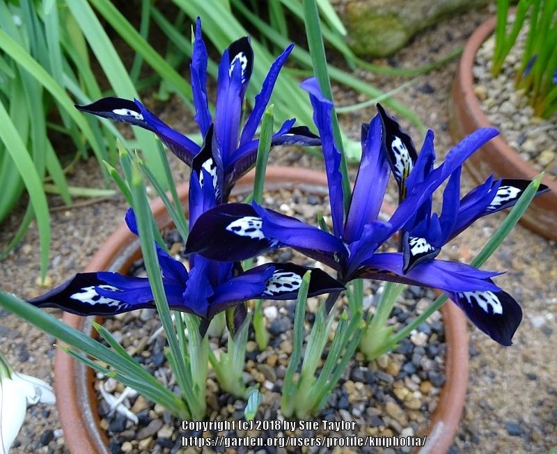Photo of the entire plant of Reticulated Iris (Iris reticulata 'Blue ...