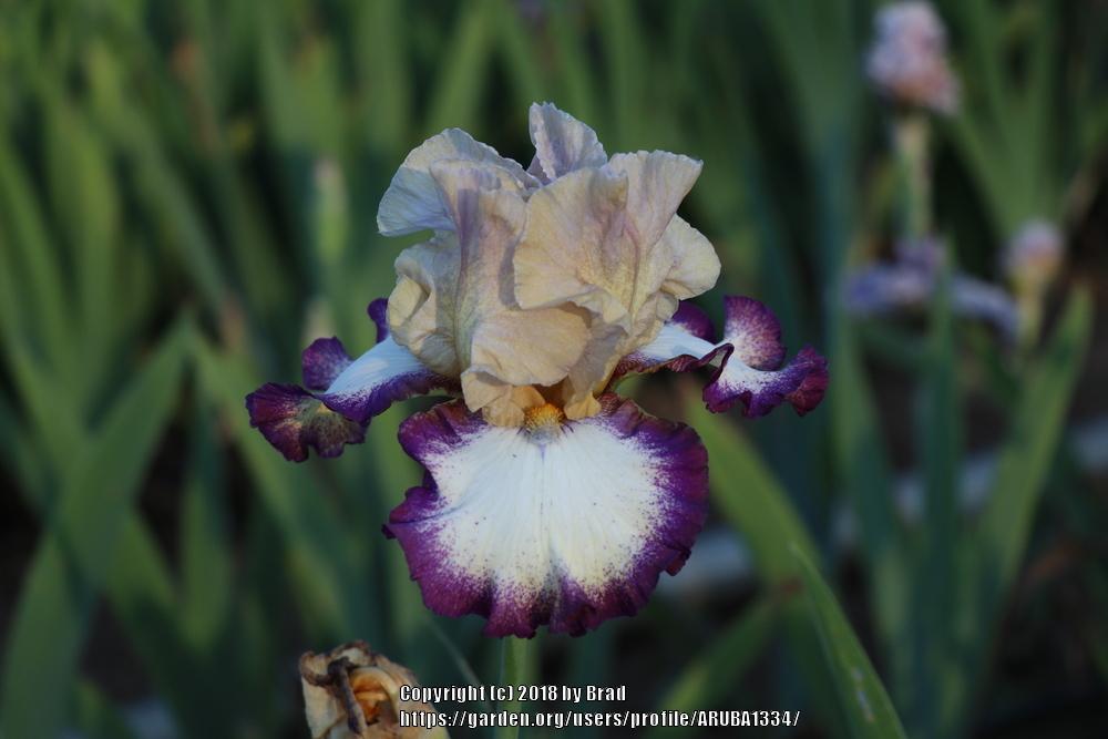 Tall Bearded Iris (Iris 'Safe and Sound') in the Irises Database ...