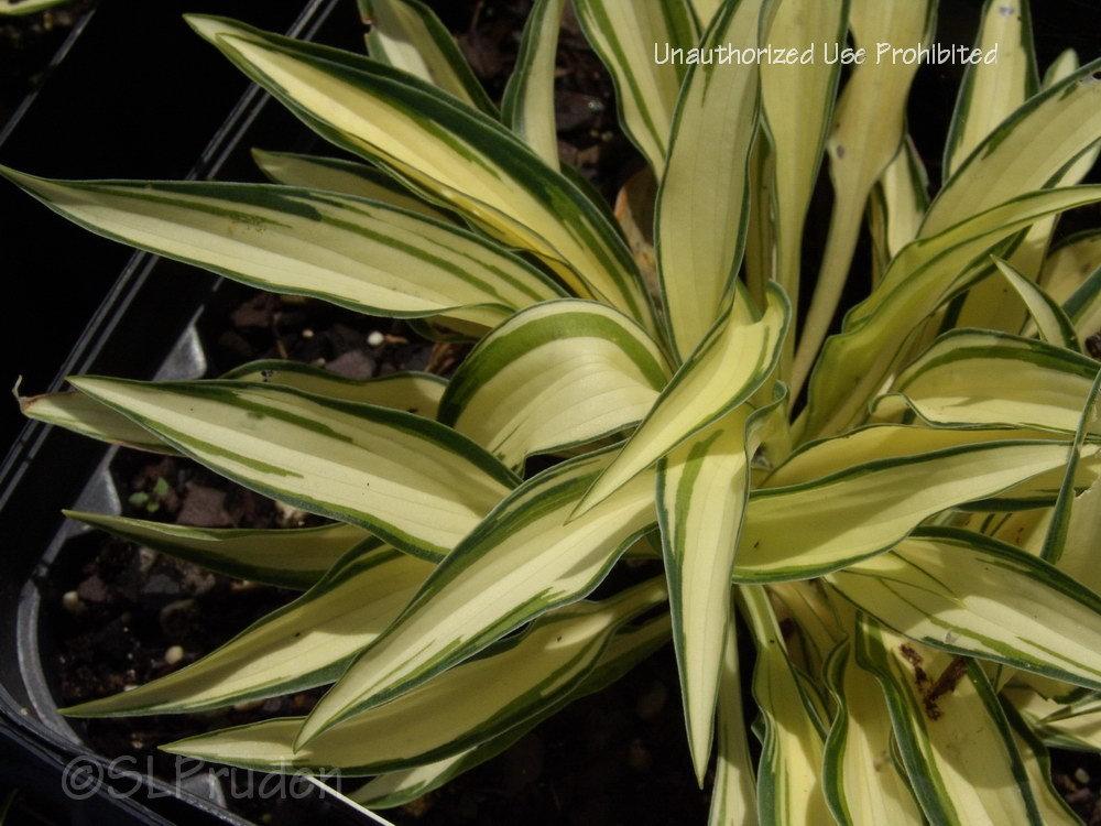 Hosta 'Little Jay' in the Hostas Database - Garden.org