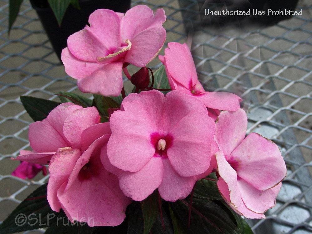 New Guinea Impatiens (Impatiens hawkeri Infinity® Pink) - Garden.org