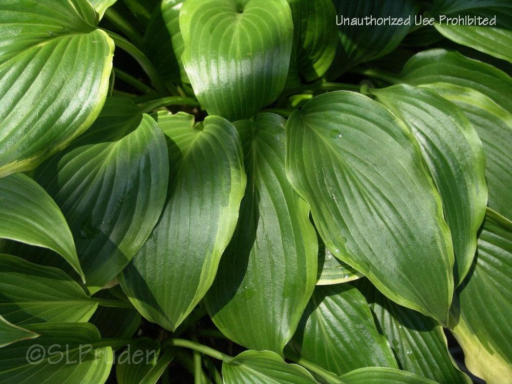 Hosta (Hosta kikutii 'Kifukurin Hyuga') in the Hostas Database - Garden.org
