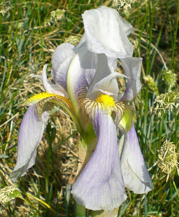Intermediate Bearded Iris (Iris 'Odin') in the Irises Database - Garden.org