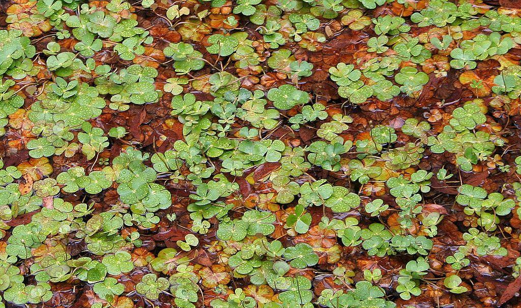 Photo of the entire plant of Common Nardoo (Marsilea drummondii) posted ...
