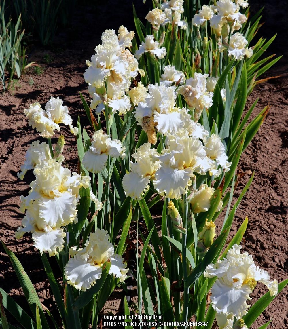 Photo of the bloom of Tall Bearded Iris (Iris 'Absolute Truth') posted ...