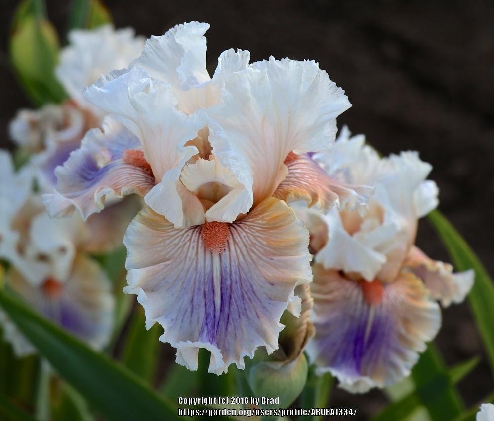 Photo of the bloom of Tall Bearded Iris (Iris 'Signs of Hope') posted ...