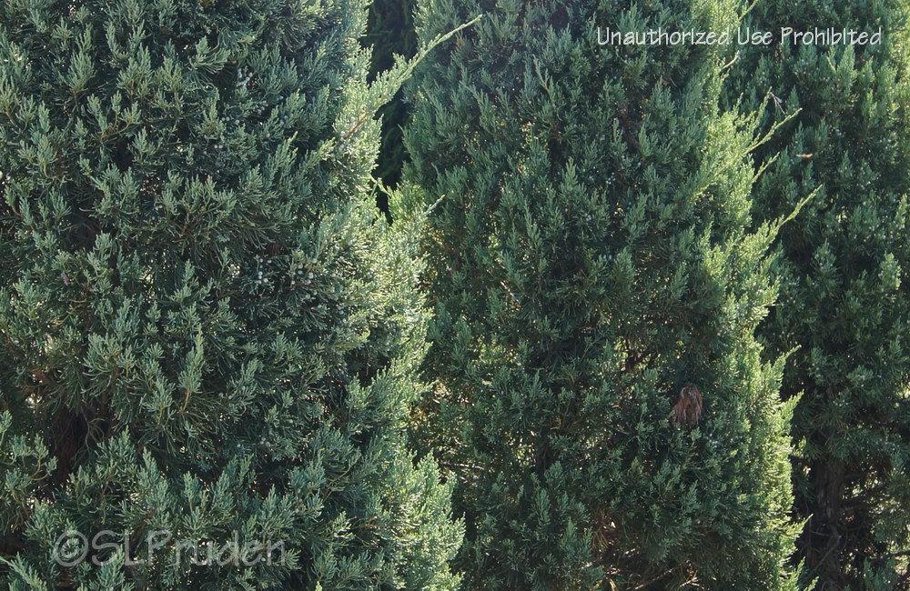 Eastern Red Cedar (Juniperus virginiana var. virginiana 'Glauca ...