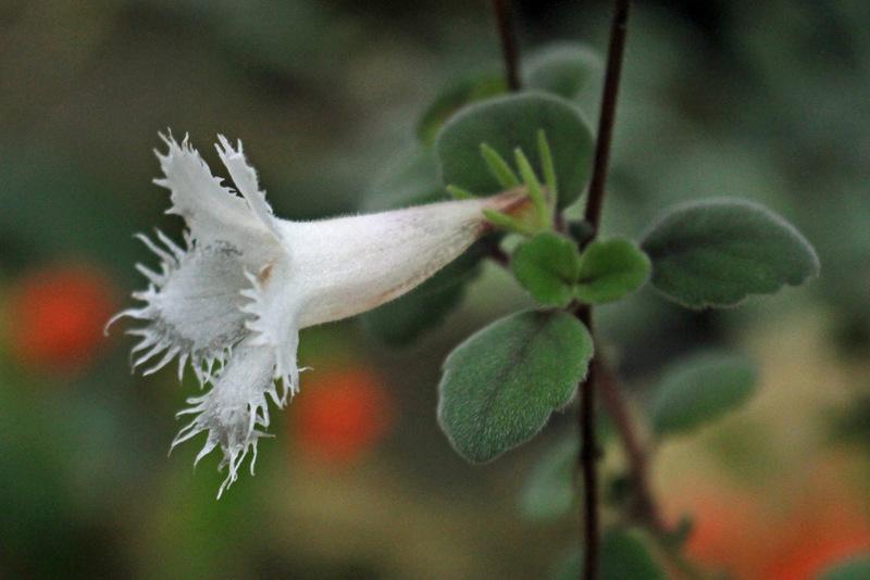 Photo of the bloom of Lace Flower (Alsobia dianthiflora) posted by ...