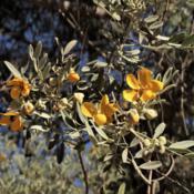 Silver Cassia (Senna artemisioides) - Garden.org