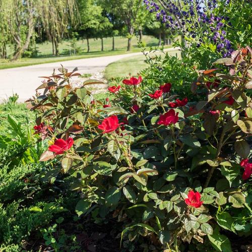 Rose (Rosa 'Home Run') in the Roses Database - Garden.org