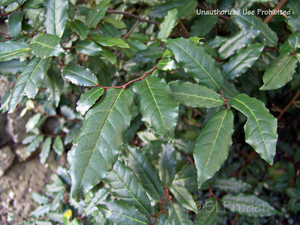 Photo of the leaves of Silverthorn (Elaeagnus pungens) posted by ...