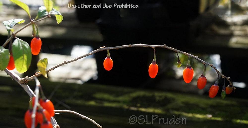Photo of the stem, scape, stalk or bark of Goji Berry (Lycium barbarum ...