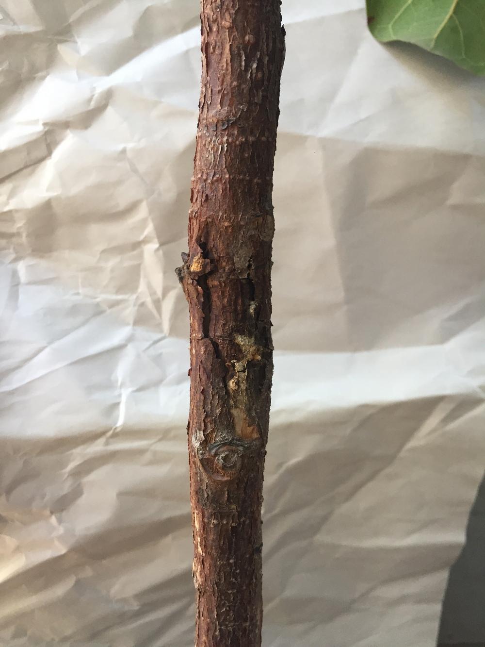 Damage on trunk in Fiddle Leaf Ficus (Fig) - Garden.org