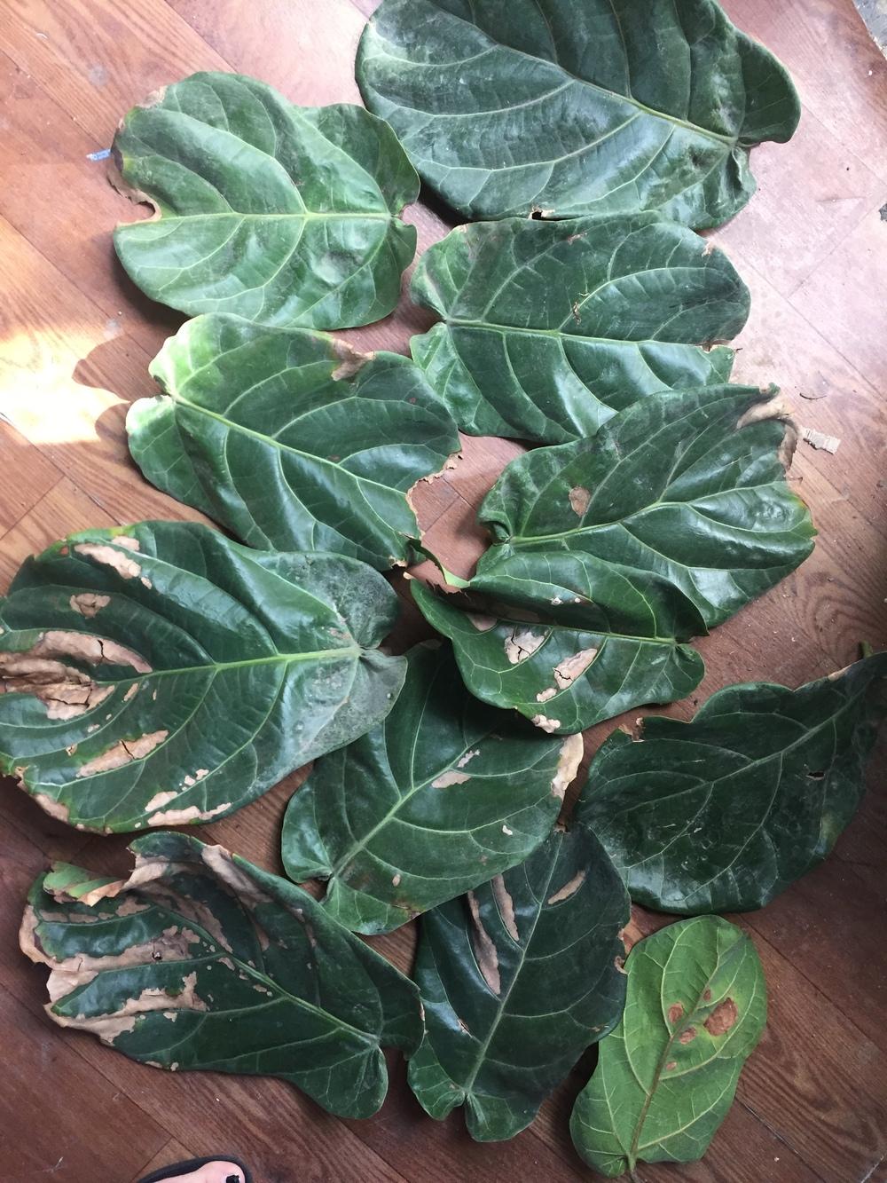 Damage on trunk in Fiddle Leaf Ficus (Fig) - Garden.org