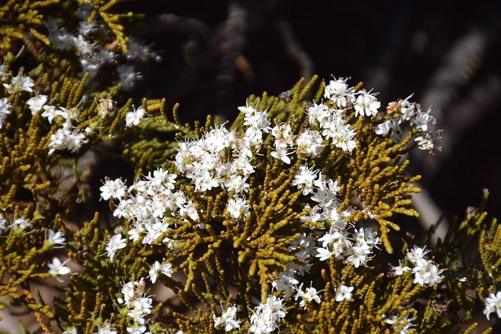 Lepidothamnus laxifolius 'Green Cascade' - Garden.org