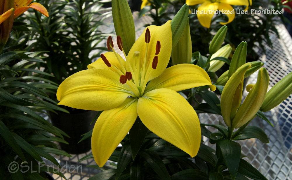 Photo of the bloom of Lily (Lilium 'Fancy Joy') posted by DaylilySLP ...
