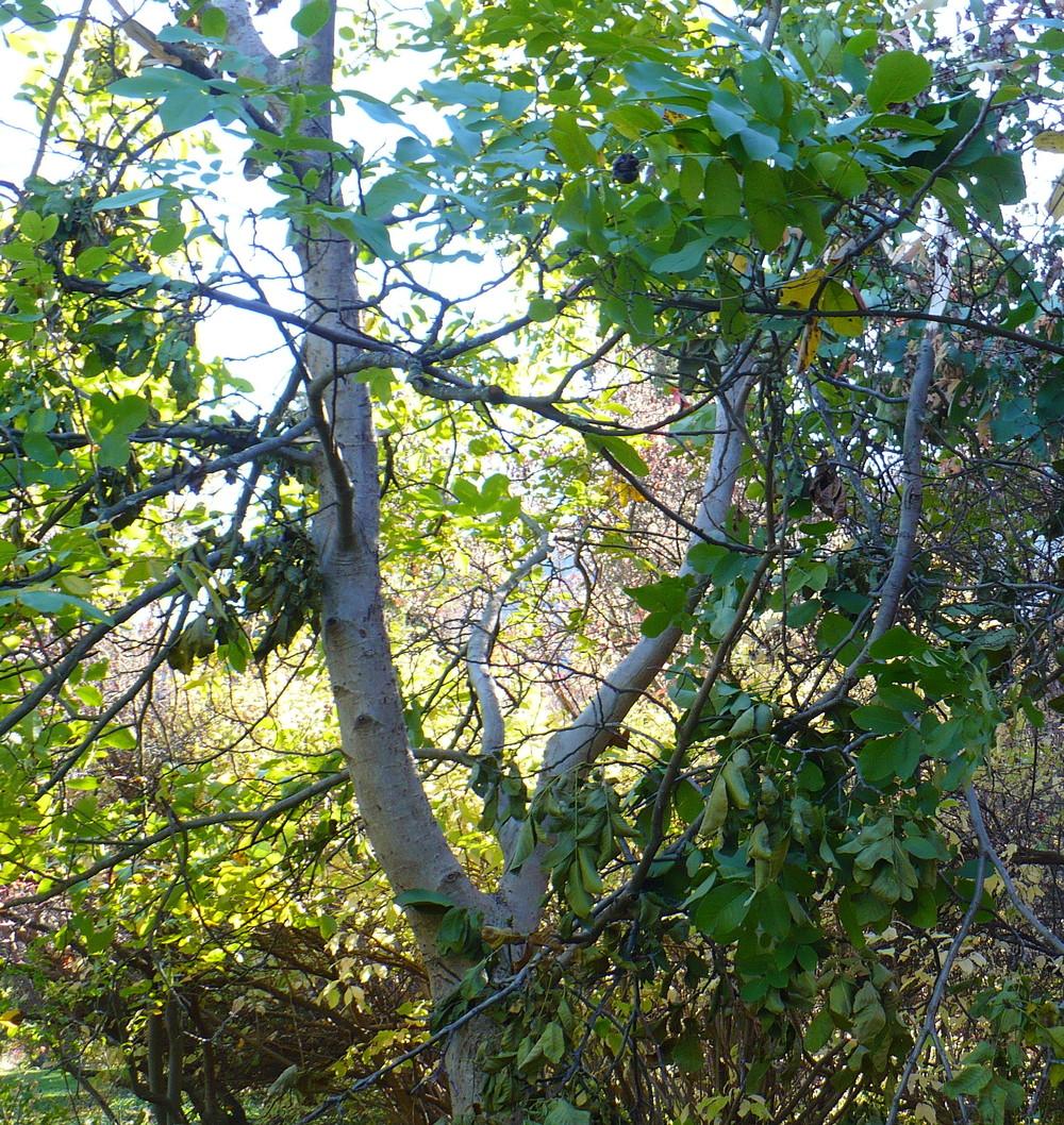 Photo of the entire plant of English Walnut (Juglans regia 'Placentia ...