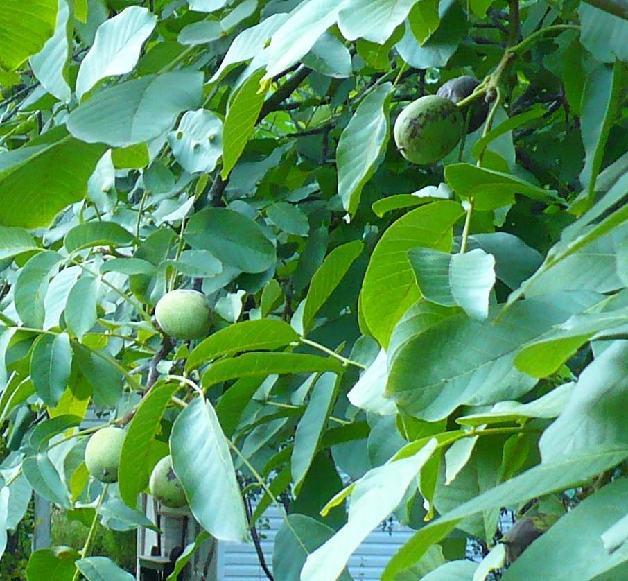 English Walnut (Juglans regia 'Placentia') - Garden.org