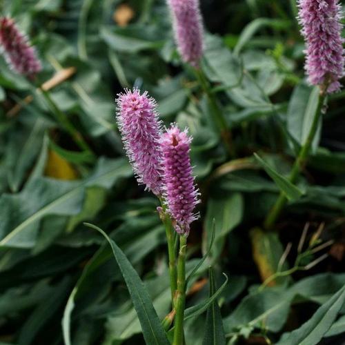 Bistort (Bistorta officinalis subsp. officinalis 'Hohe Tatra') - Garden.org