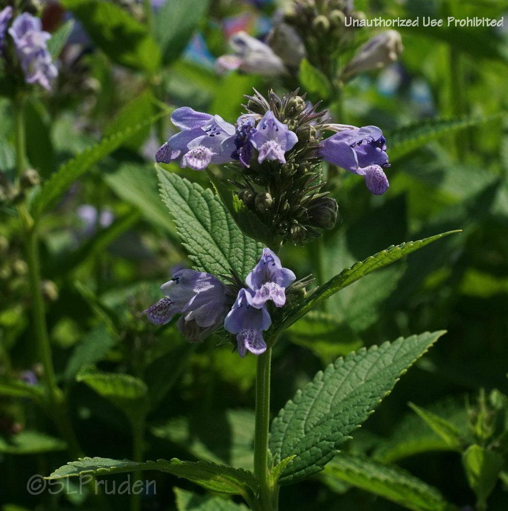 Catmint (Nepeta subsessilis 'Blue Dreams') in the Catmints Database ...