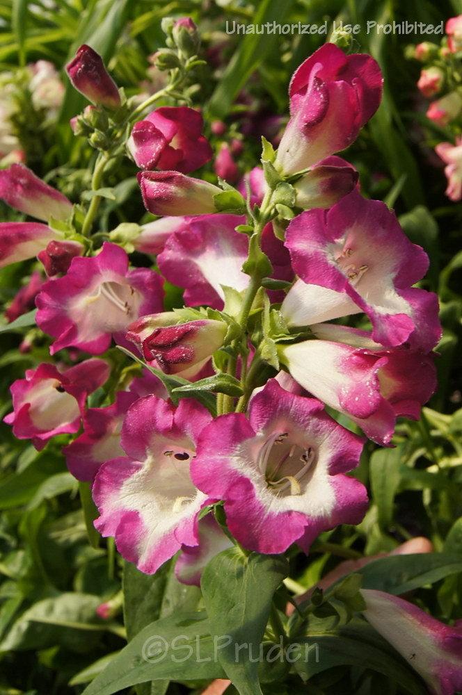Penstemon Phoenix™ Magenta in the Penstemons Database - Garden.org
